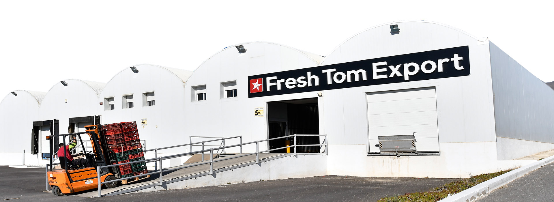 Fresh Tom Export